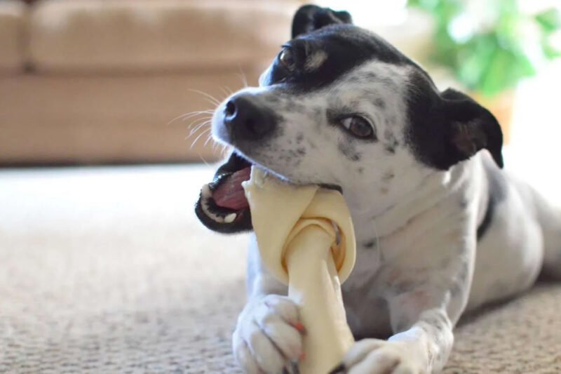 ¿Por qué es necesario que los perros mastiquen? | Christine Spitta