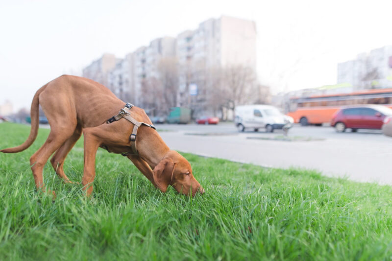 El pasatiempo preferido de los perros: olfatear y comer | Christine Spitta